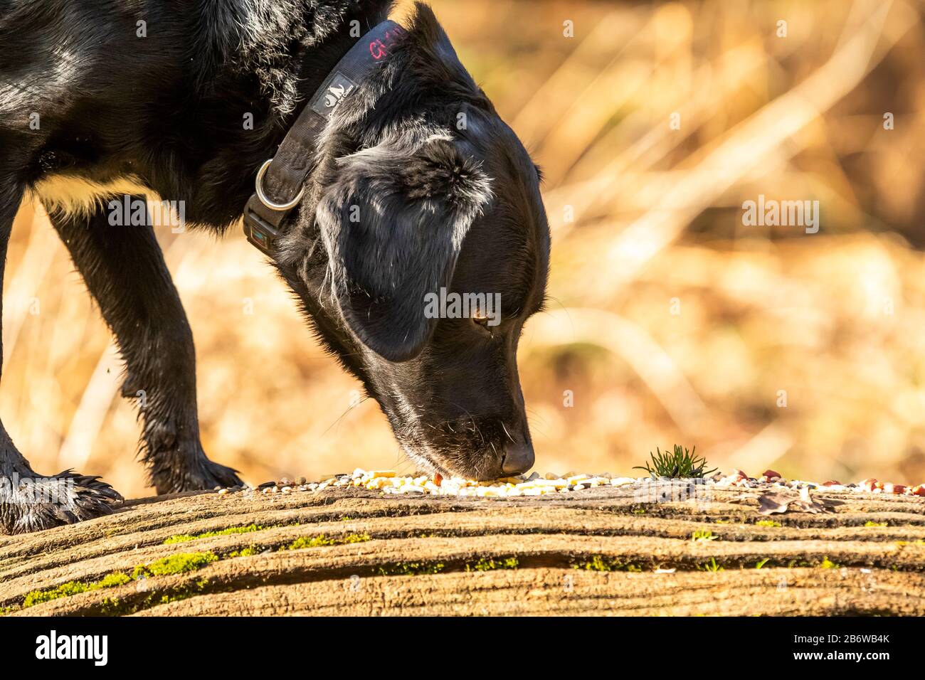 A black Labrador dog eating bird seed off an old log. Seed put out to ...