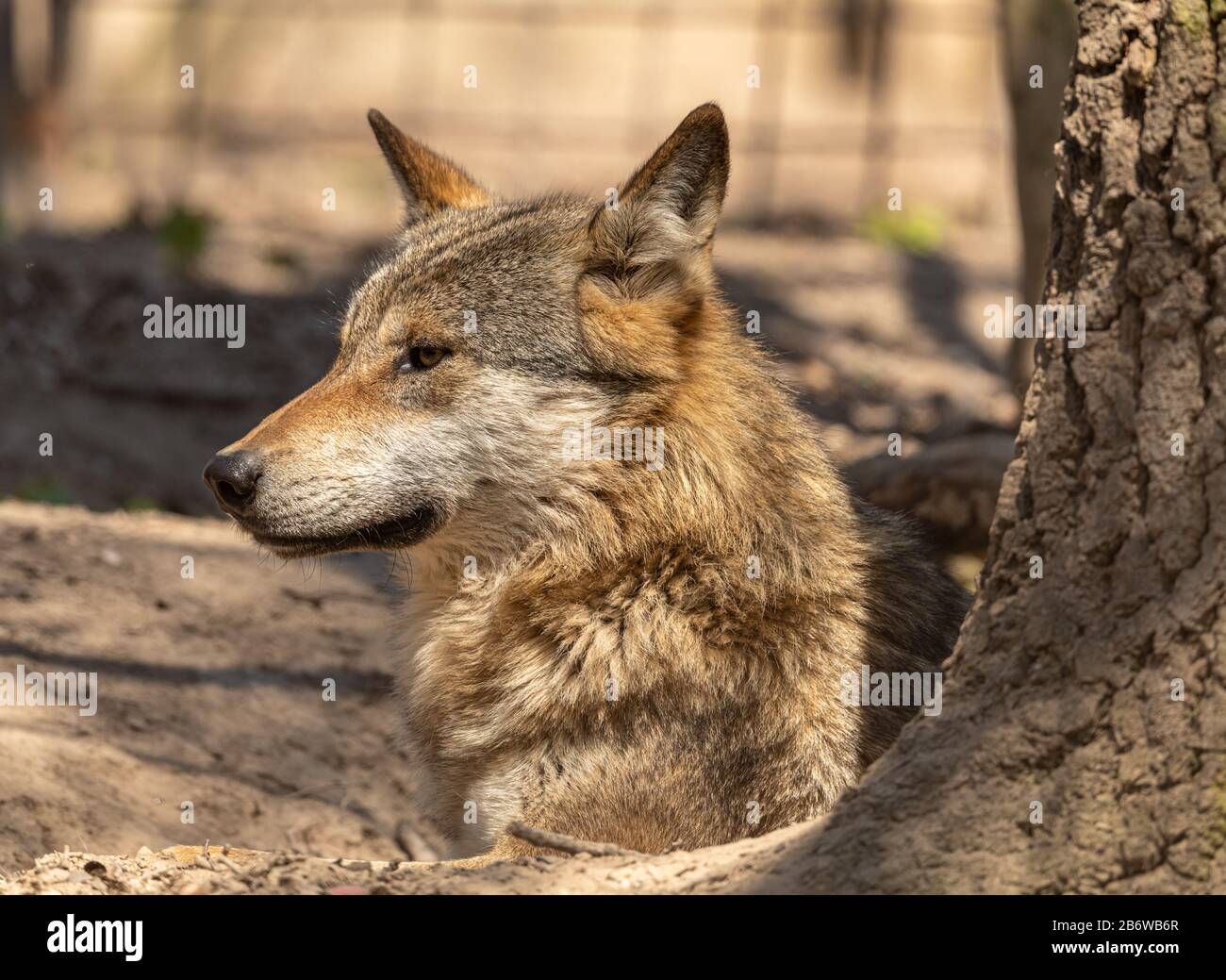 Wolf Resting High Resolution Stock Photography and Images - Alamy