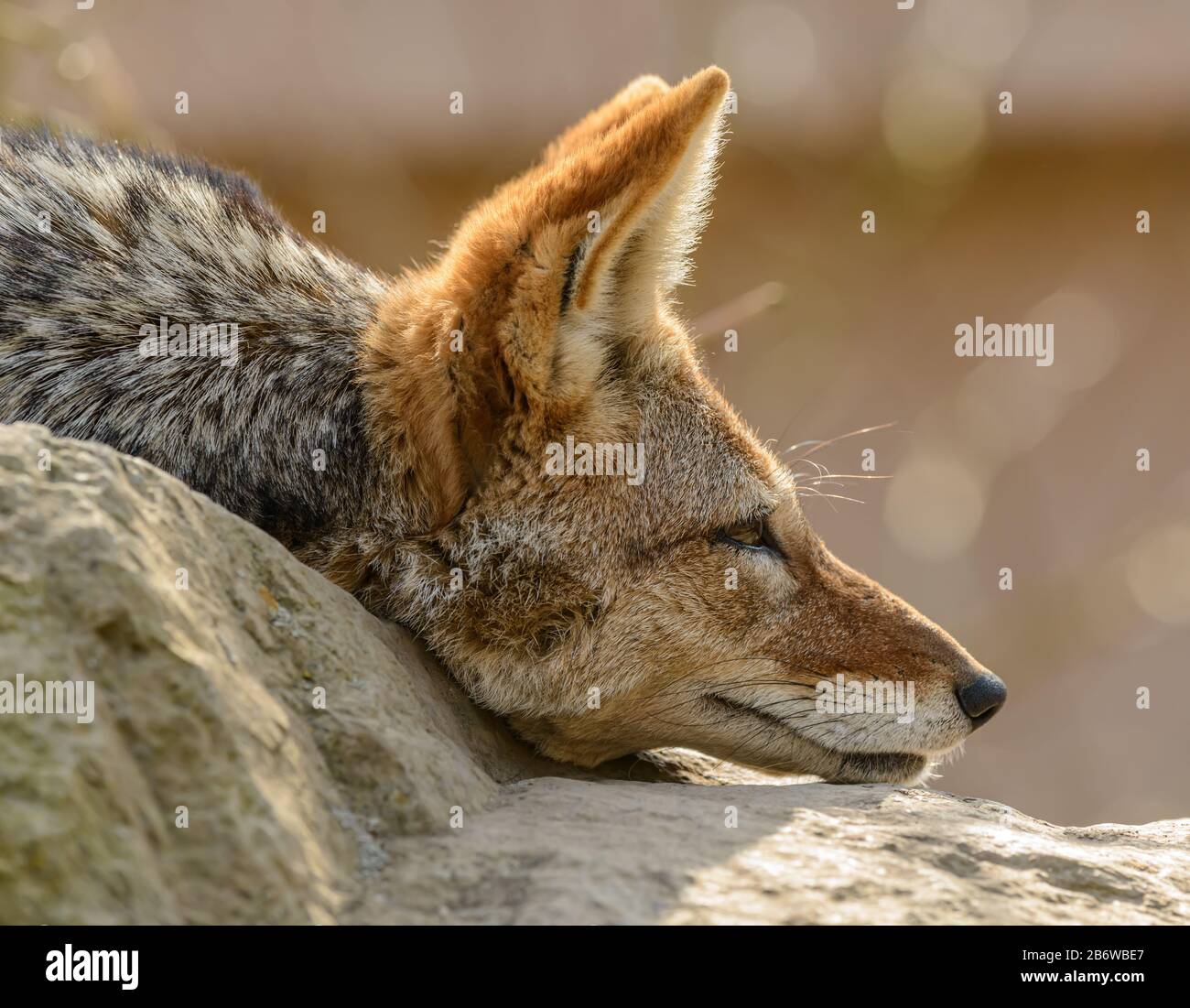 side portrait of black backed jackal (Canis mesomelas) laying on rock ...