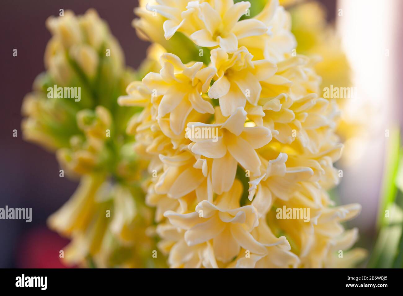 Spring Gardens - Hyacinth 'City of Haarlem; Dutch Hyacinth, Hyacinthus ...