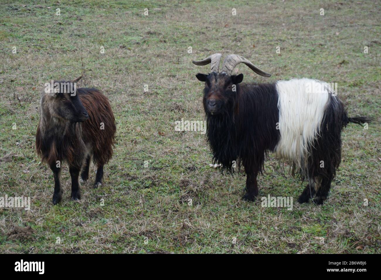Female goats hi-res stock photography and images - Alamy