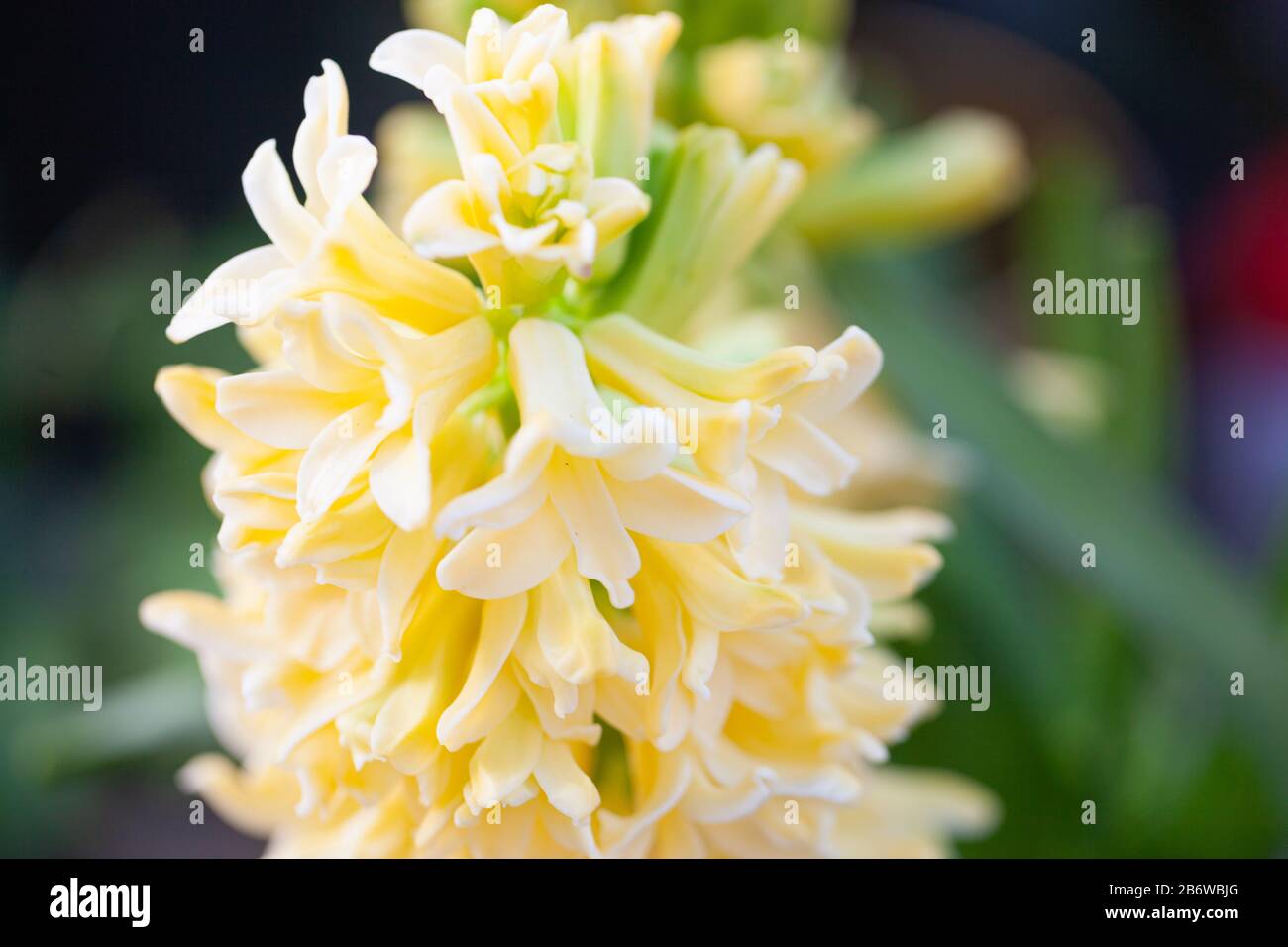 Spring Gardens - Hyacinth 'City of Haarlem; Dutch Hyacinth, Hyacinthus ...