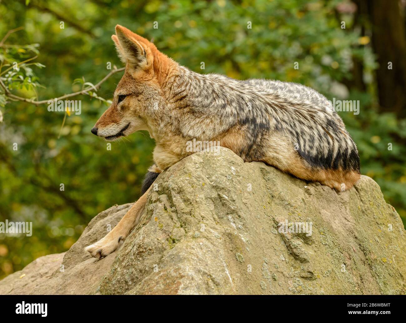 black backed jackal (Canis mesomelas) laying on top of rock, zoo Stock ...