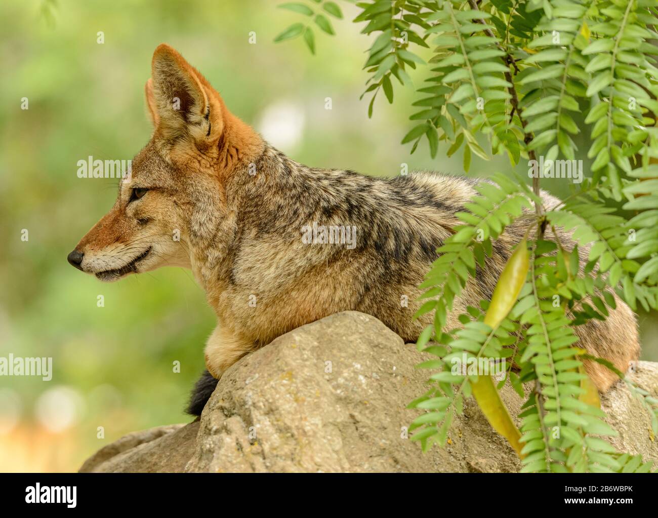 Black wolf sleep in hi-res stock photography and images - Alamy