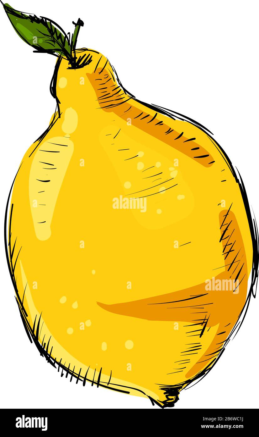 Drawing of lemon, illustration, vector on white background Stock Vector ...