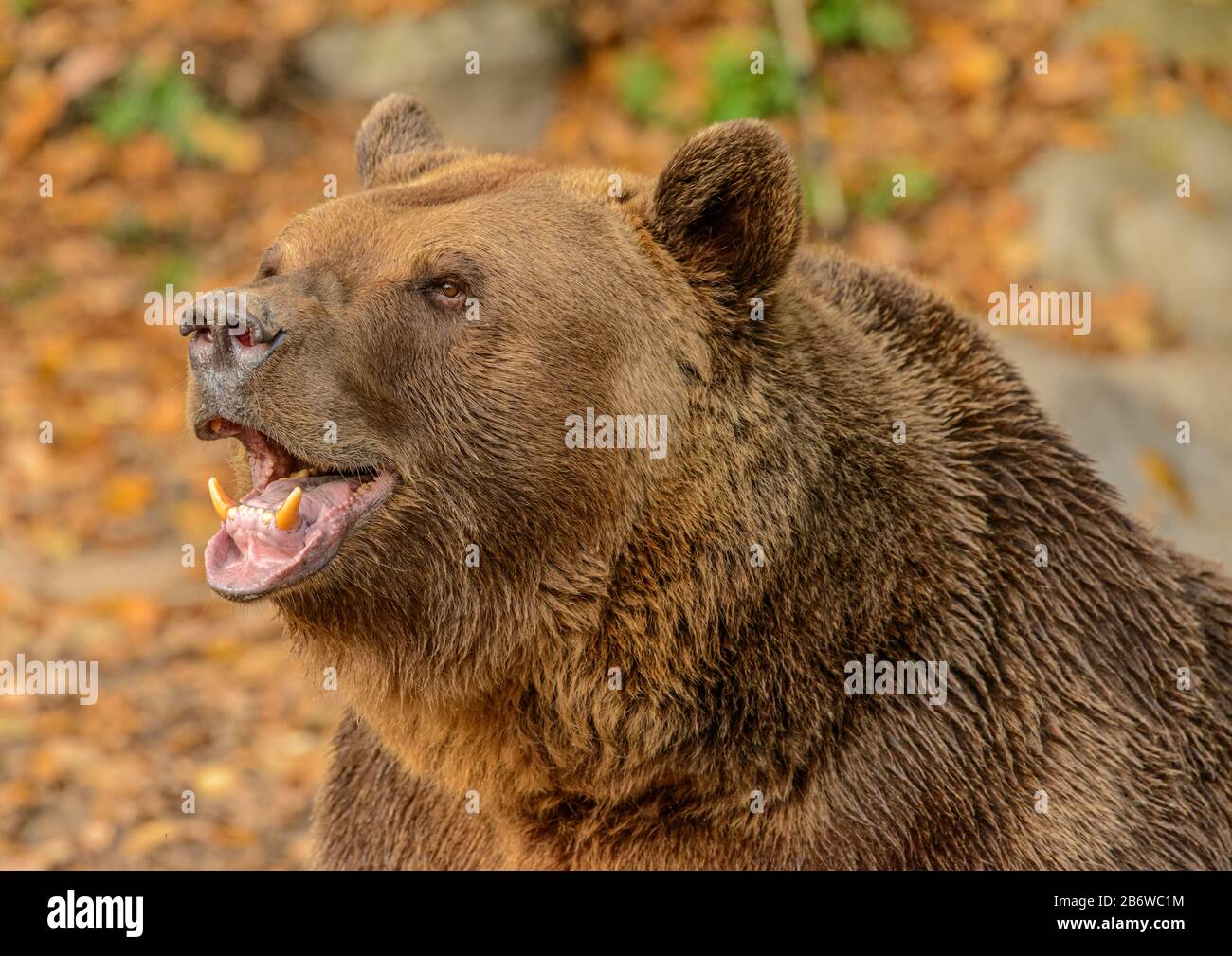 big brown bear portrait showing teeth in zoo Stock Photo - Alamy