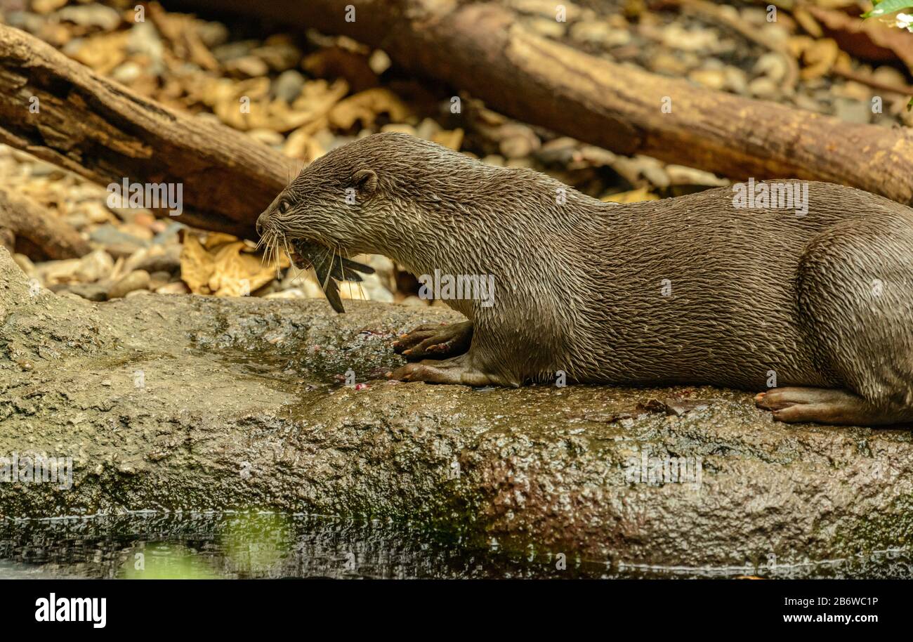Aquatic fish eating carnivore hi-res stock photography and images - Alamy