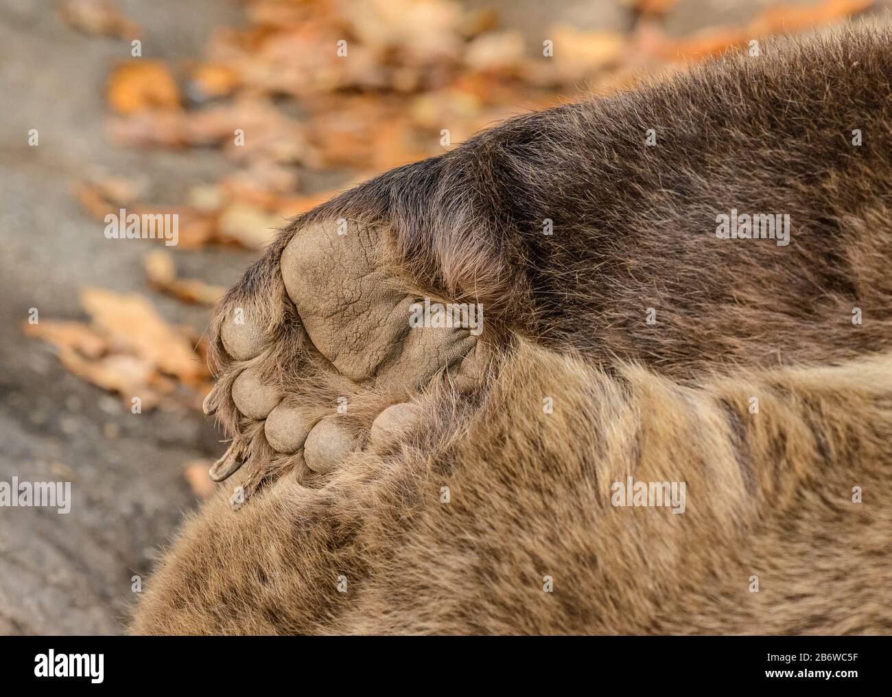 Claw coat hi-res stock photography and images - Alamy