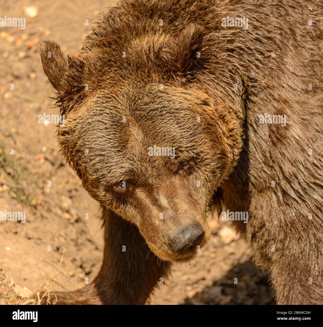 brown bear portrait making a face in zoo pilsen Stock Photo - Alamy