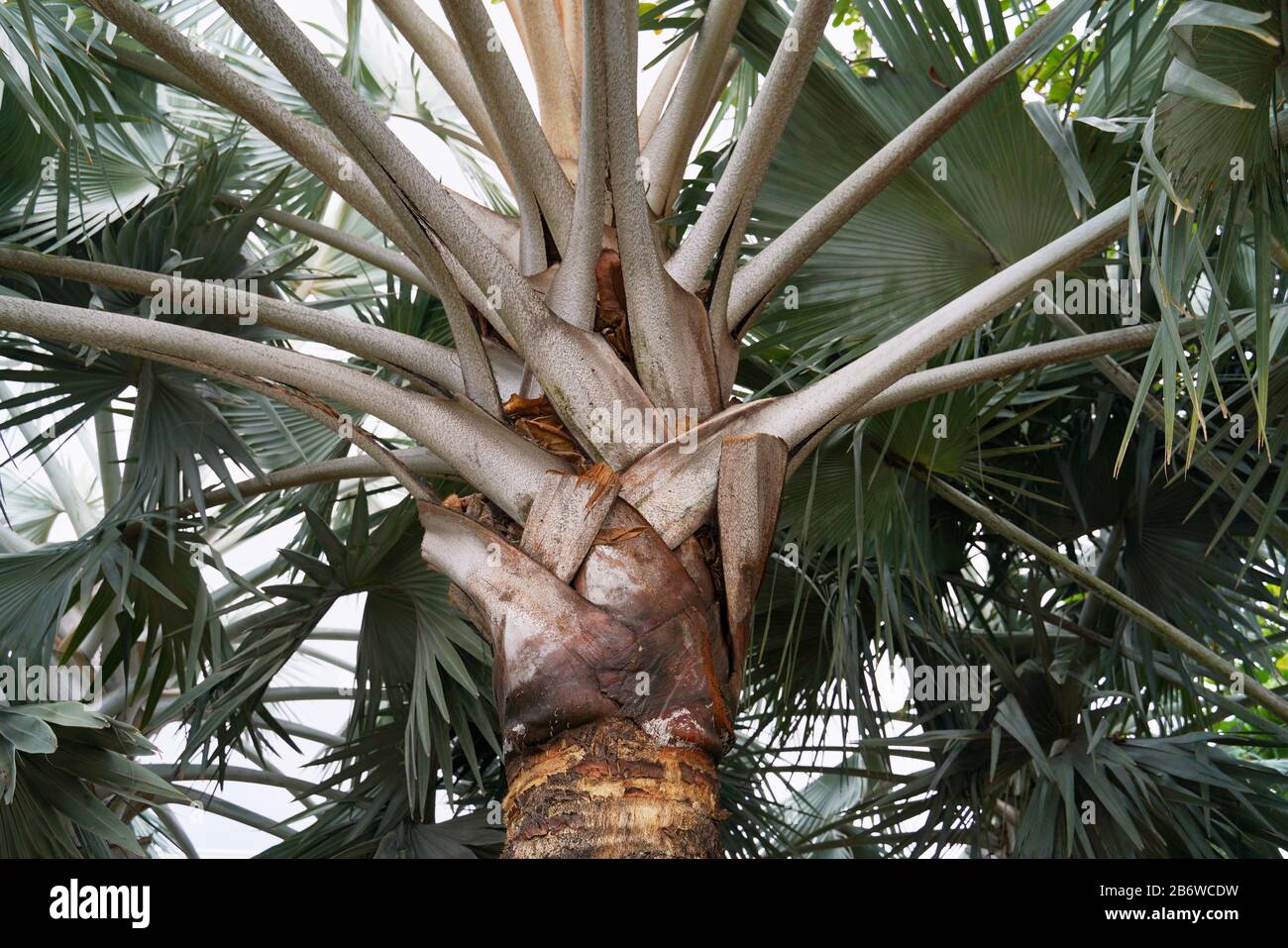 Close up view of the palm tree Stock Photo - Alamy