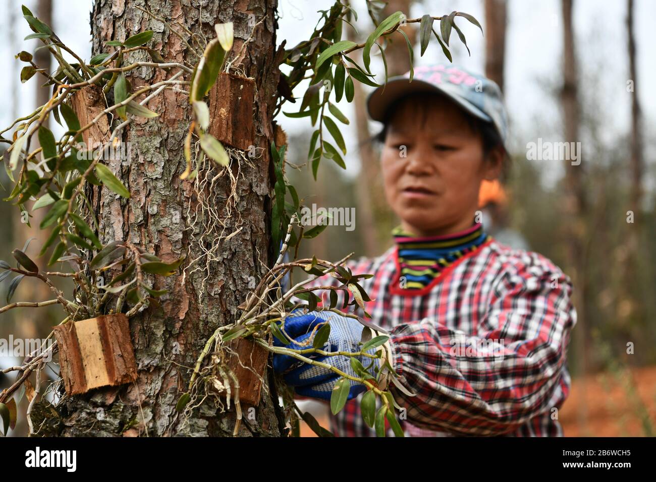 Dendrobe hi-res stock photography and images - Alamy