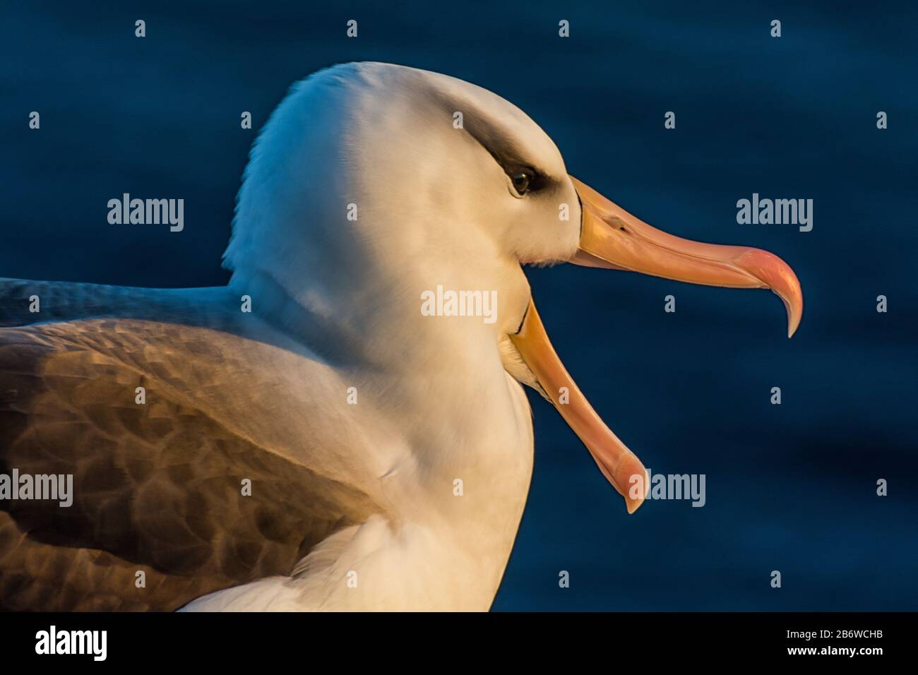 Albatros with open beak sits on the coast Stock Photo - Alamy
