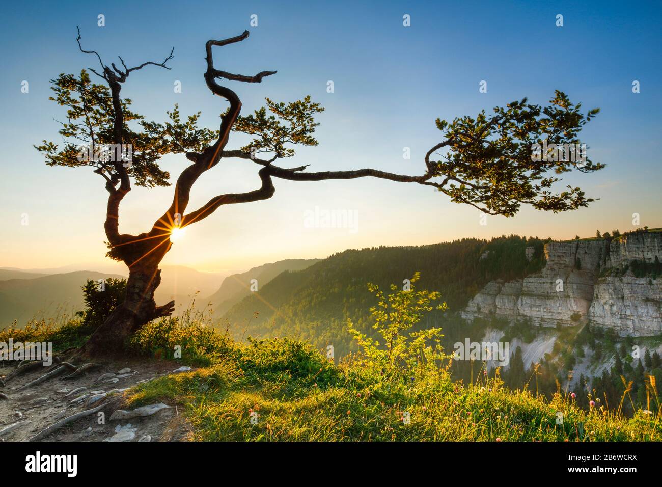 Gnarled beech at sunrise. Creux du Van, a natural rocky cirque ...