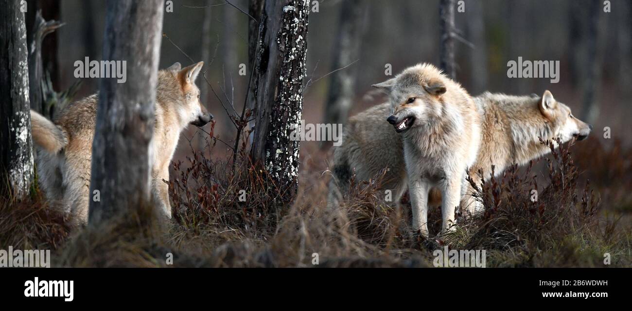 Eurasian wolf, also known as the gray or grey wolf also known as Timber ...