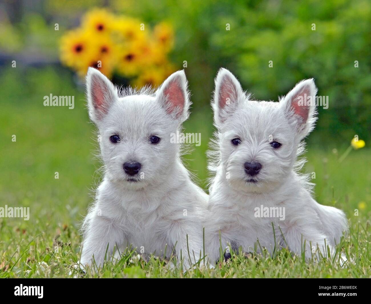Two puppies sitting in grass hi-res stock photography and images - Alamy
