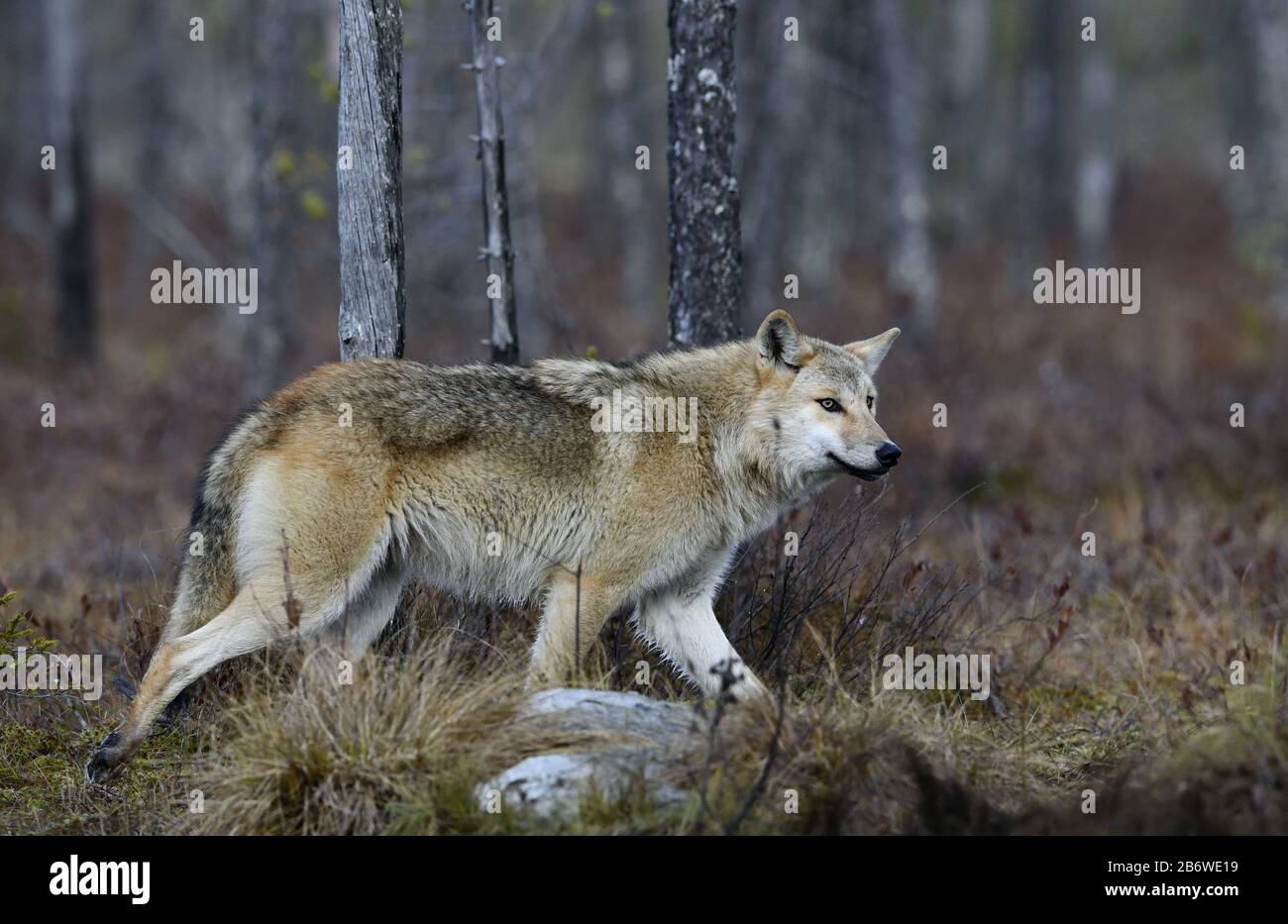 Eurasian wolf, also known as the gray or grey wolf also known as Timber ...
