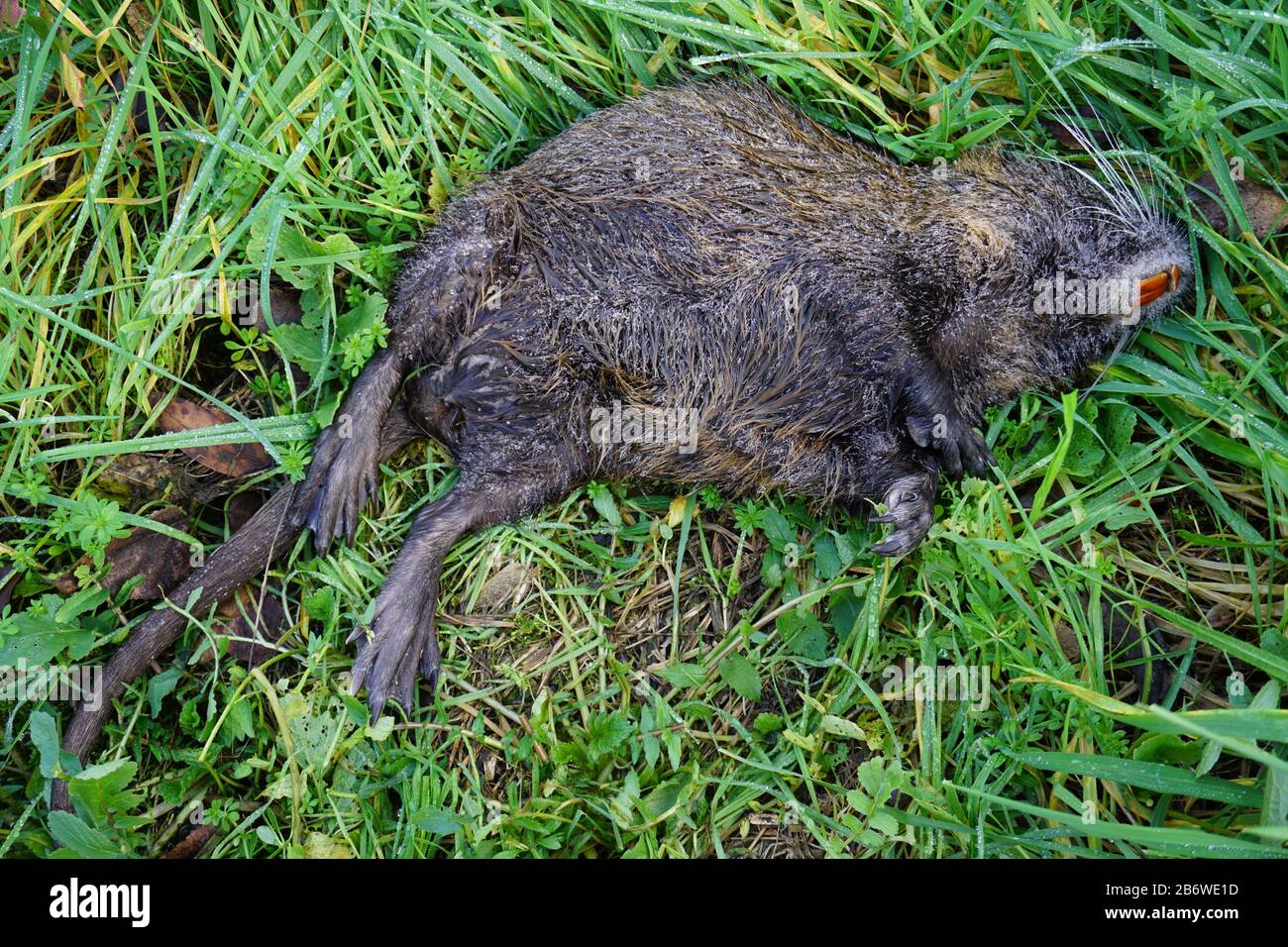 Fresh road kill hi-res stock photography and images - Alamy