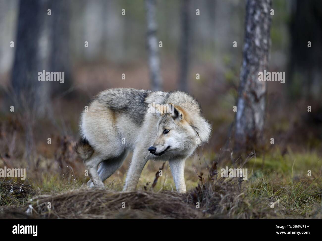 Eurasian wolf, also known as the gray or grey wolf also known as Timber ...