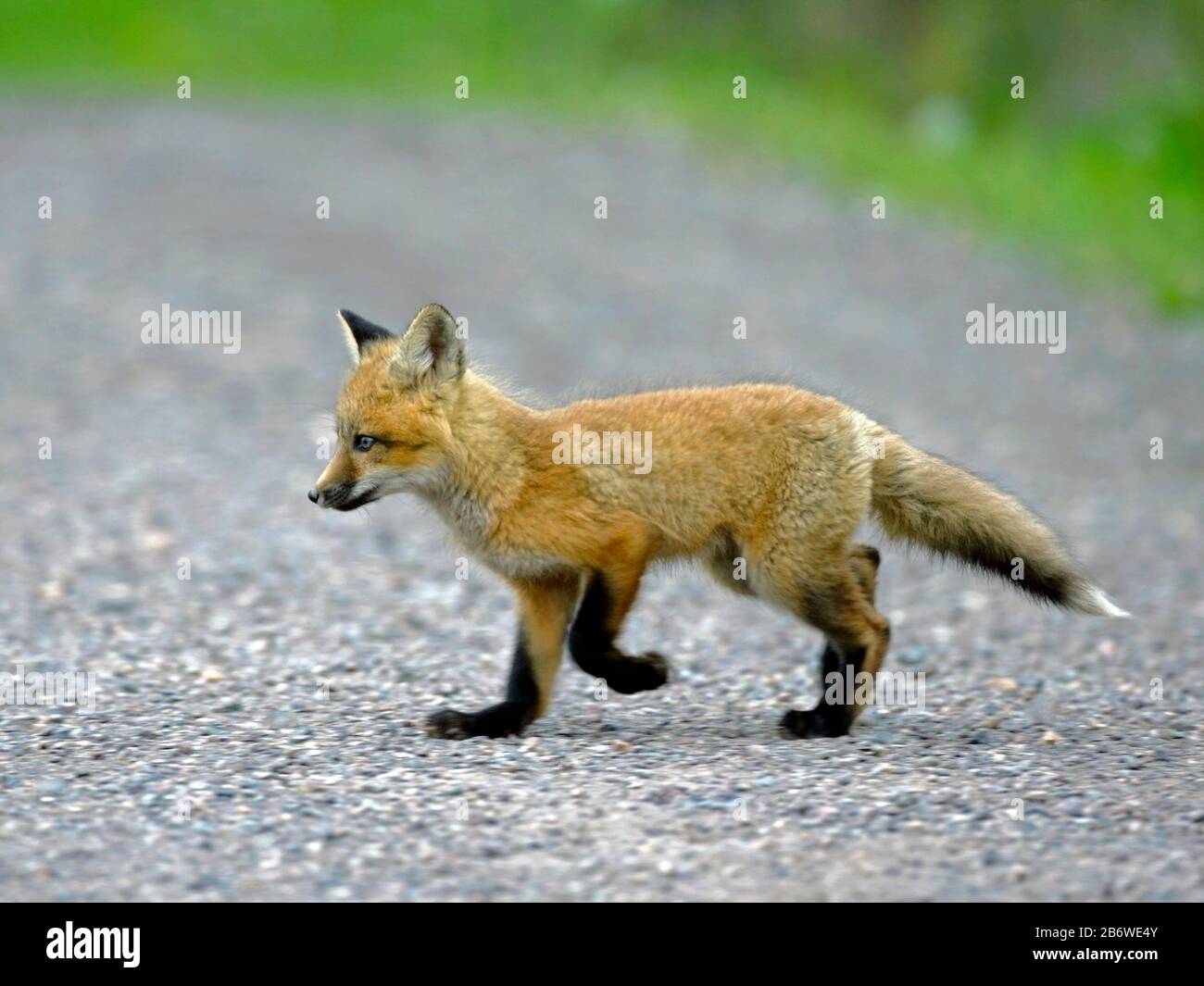 Red Fox puppy, few weeks old crossing road Stock Photo - Alamy