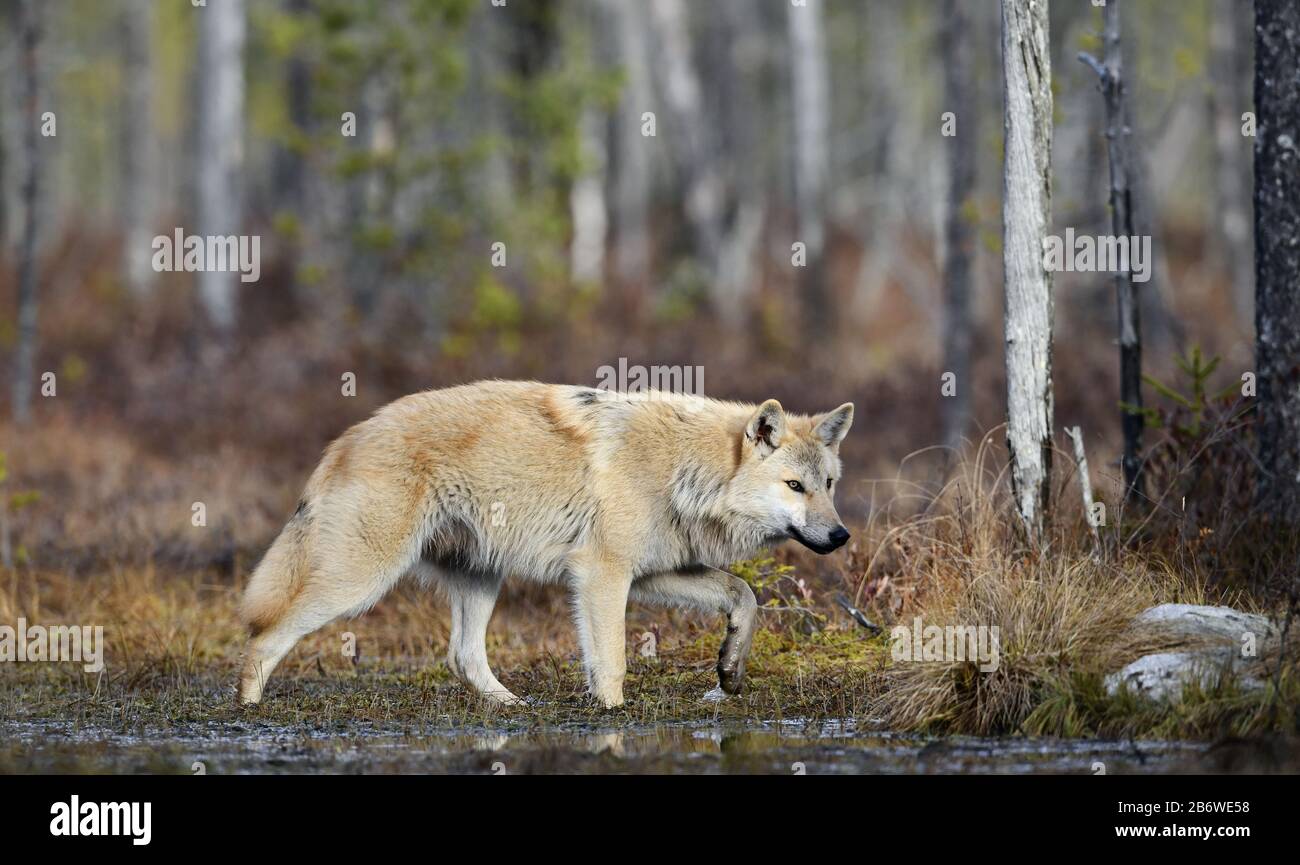 Eurasian wolf, also known as the gray or grey wolf also known as Timber ...