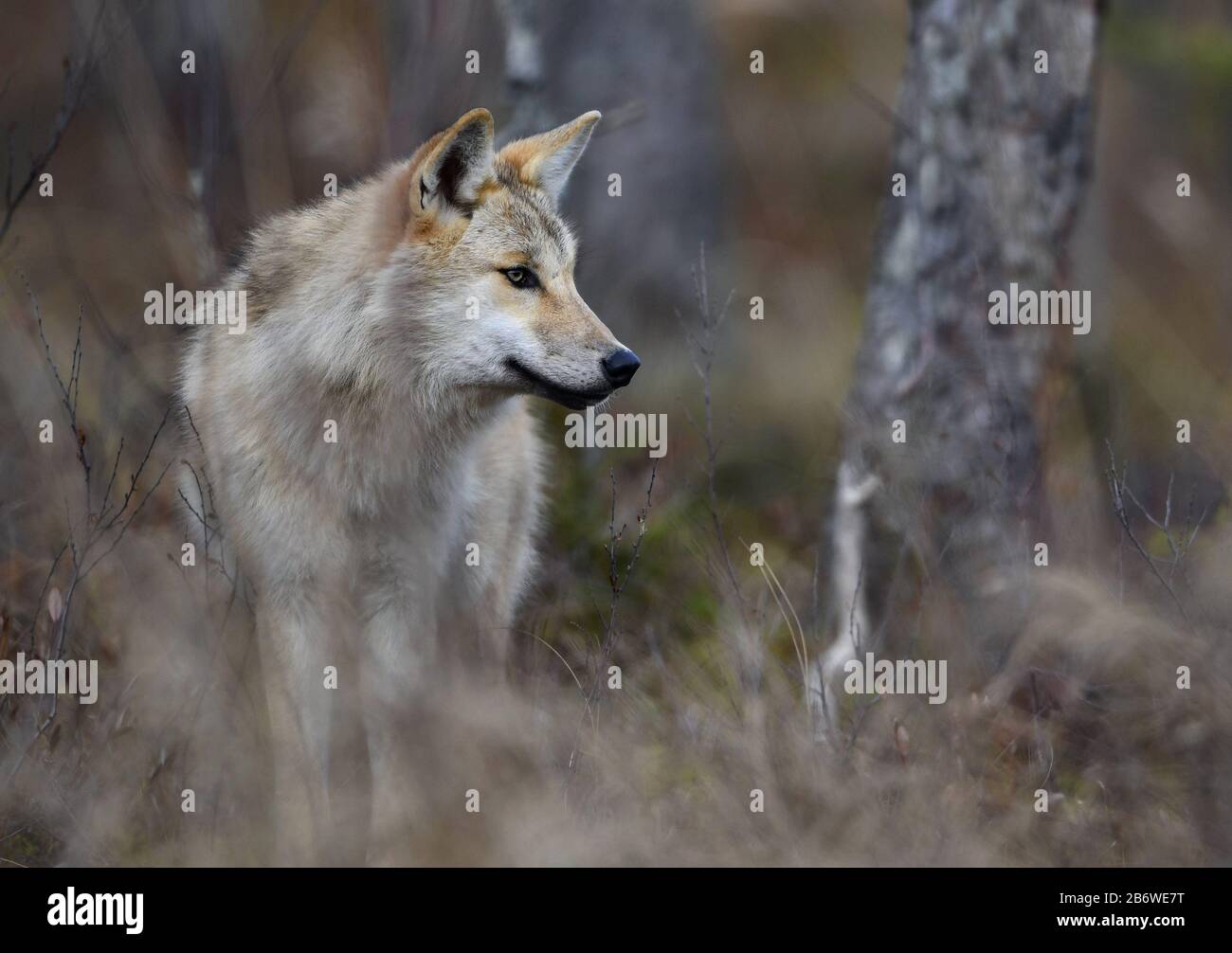 Eurasian wolf, also known as the gray or grey wolf also known as Timber ...