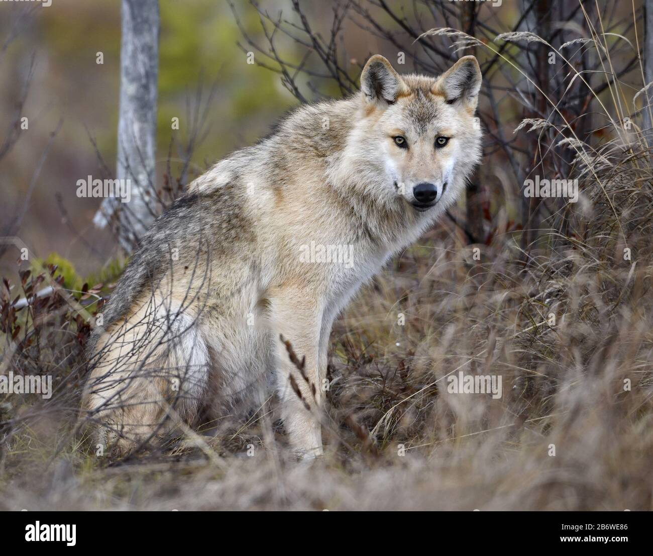 Eurasian wolf, also known as the gray or grey wolf also known as Timber ...