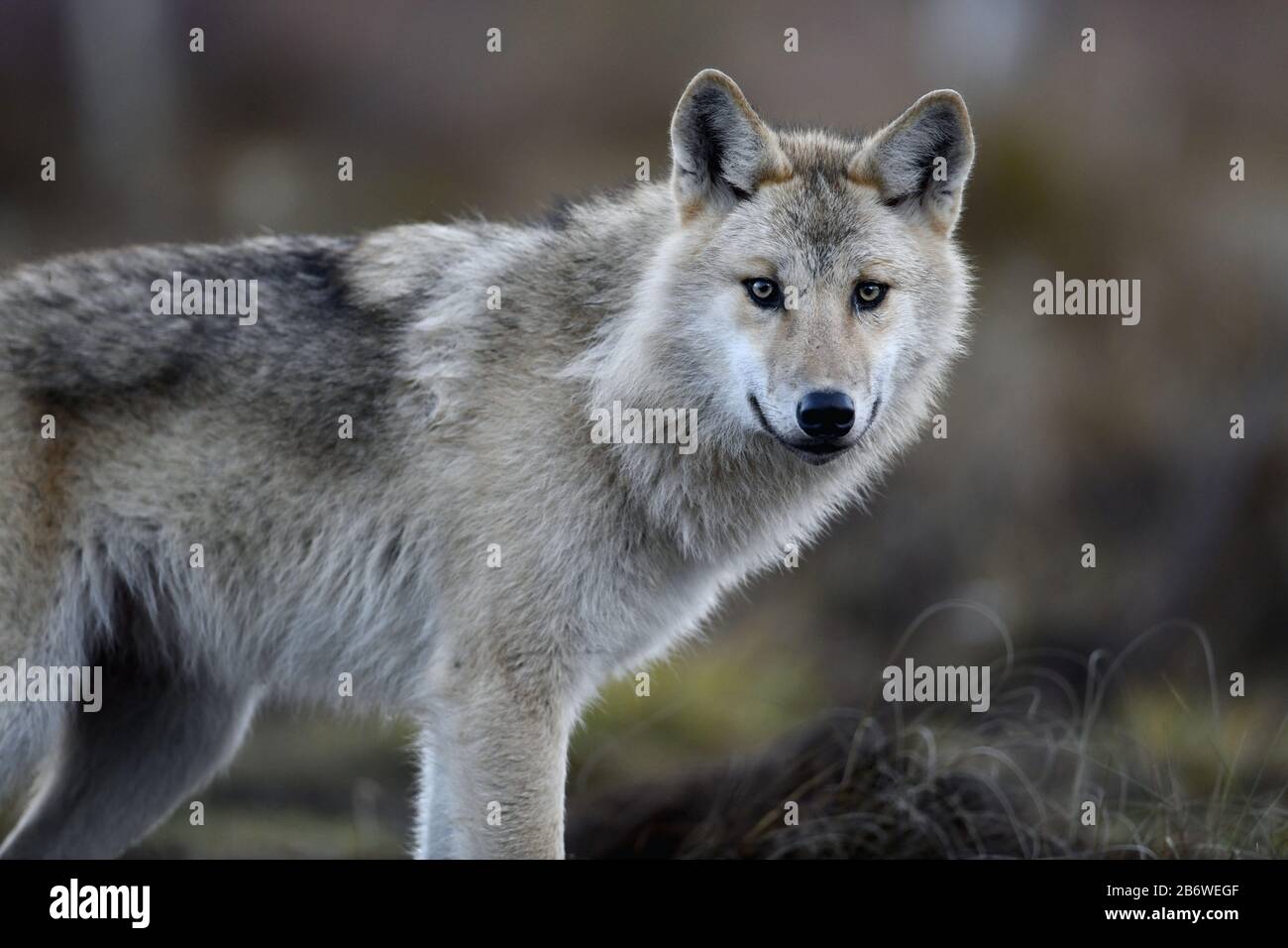 Eurasian wolf, also known as the gray or grey wolf also known as Timber ...