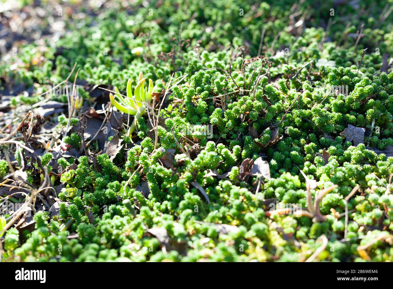 Creating wildlife habitats hi-res stock photography and images - Alamy