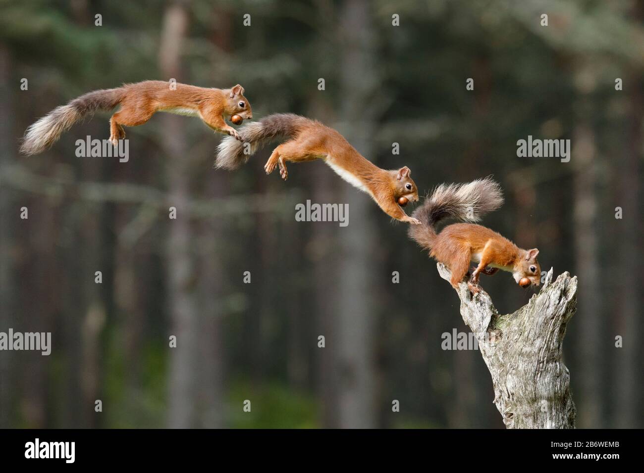 Red squirrel jumping hi-res stock photography and images - Alamy
