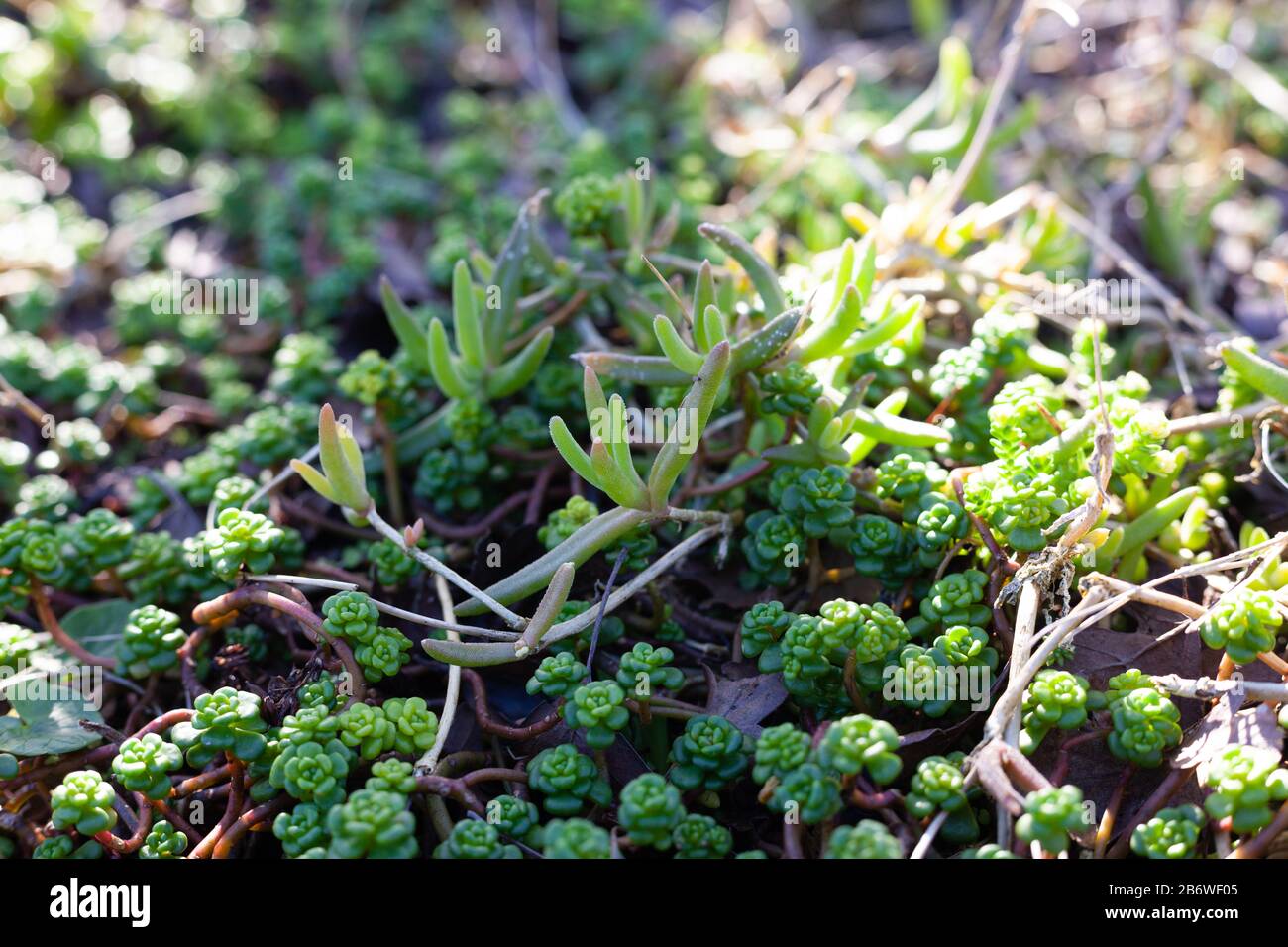 Creating wildlife habitats hi-res stock photography and images - Alamy