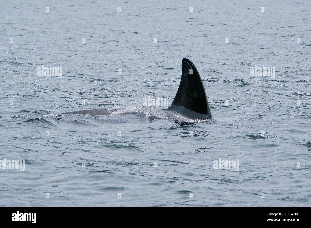 Killer whale in Tofino with the fin above water, view from boat on a ...