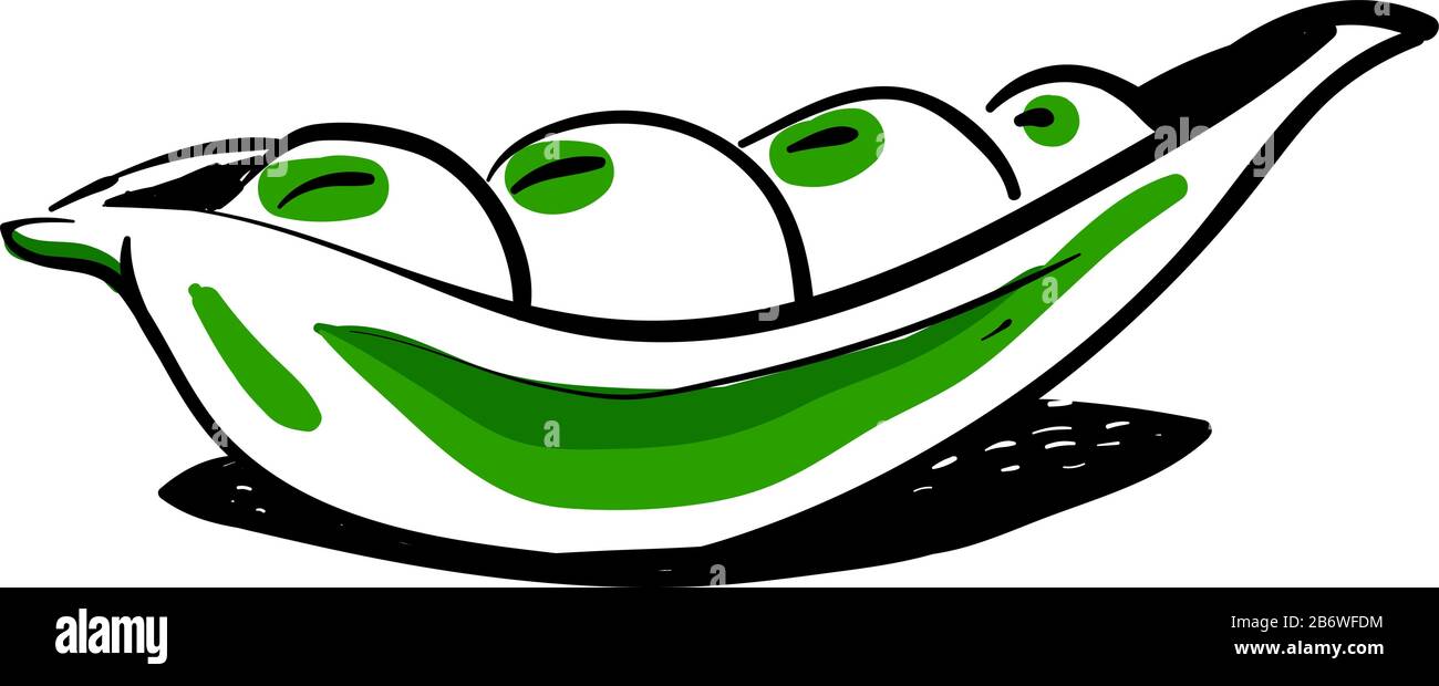 Peas drawing, illustration, vector on white background Stock Vector ...