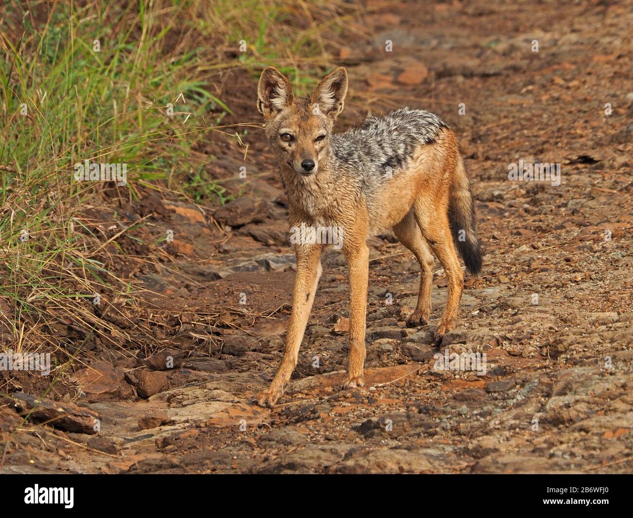 Nairobi kenya africa safari eye hi-res stock photography and images - Alamy