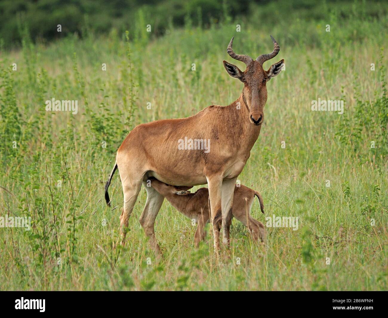 Young calf suckling hi-res stock photography and images - Alamy