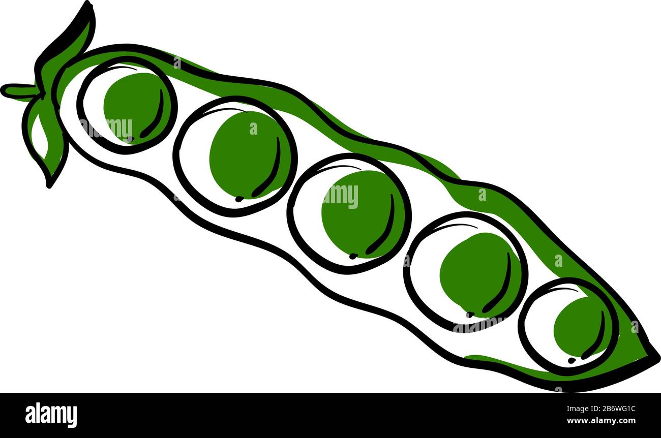 Peas sketch, illustration, vector on white background Stock Vector ...