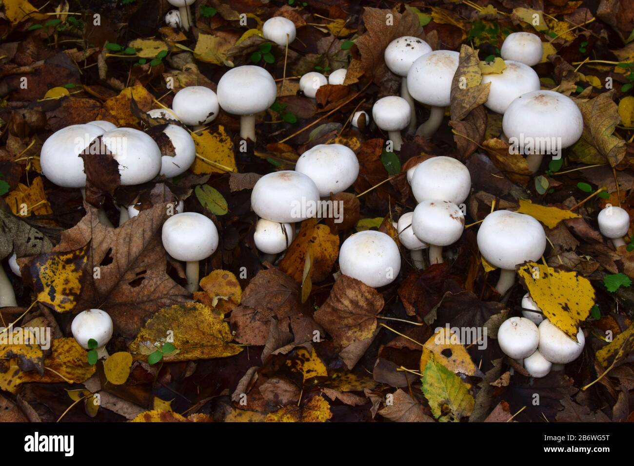 Yellow-Staining Mushroom, Yellow Stainer (Agaricus xanthoderma), fungi ...