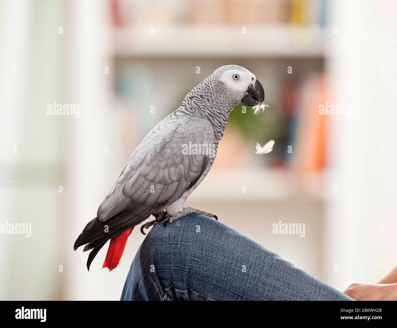 Human knee hi-res stock photography and images - Alamy