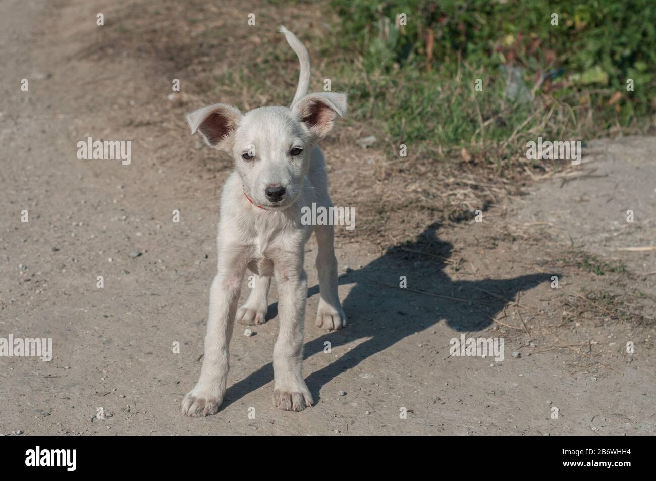 Cute young white mongrel dog closeup on country road Stock Photo - Alamy