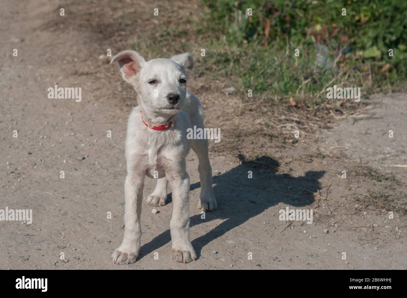 Country mongrel hi-res stock photography and images - Alamy