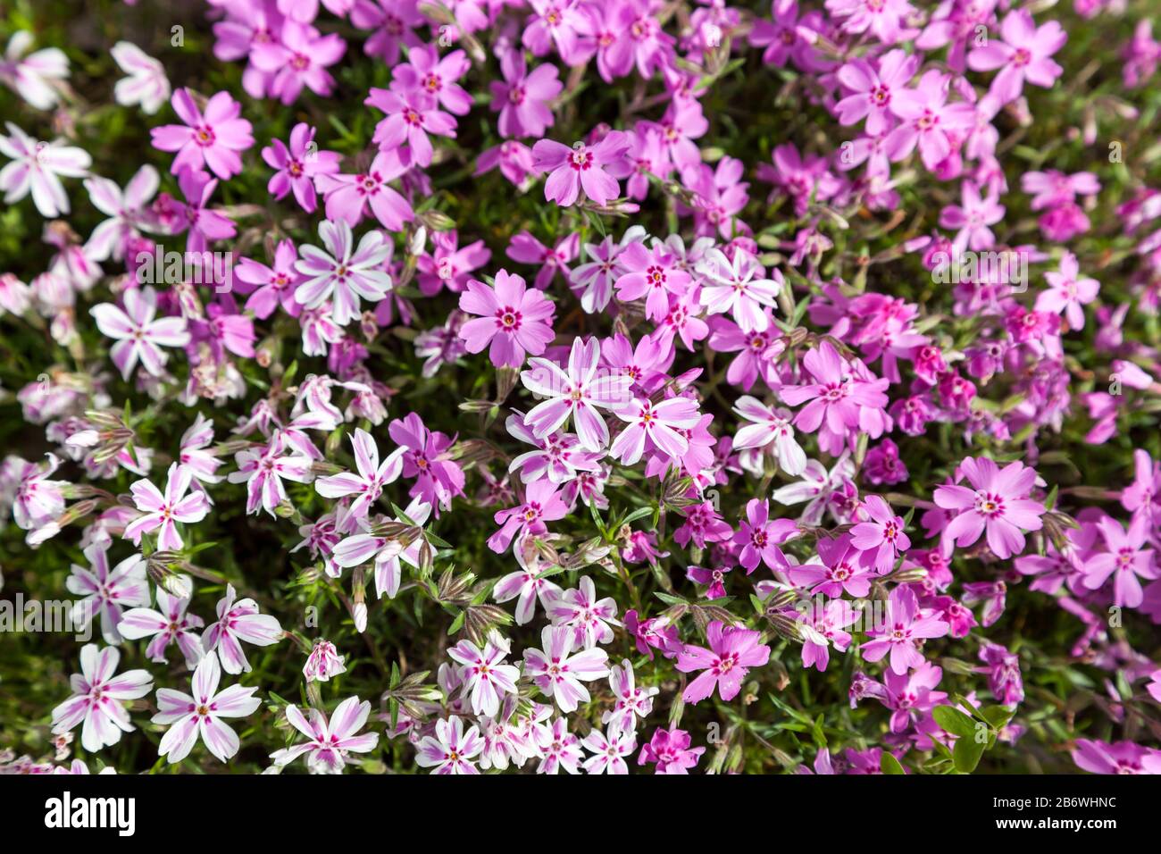 colorful pink moss phlox as background., Pink Moss Flower Stock Photo ...