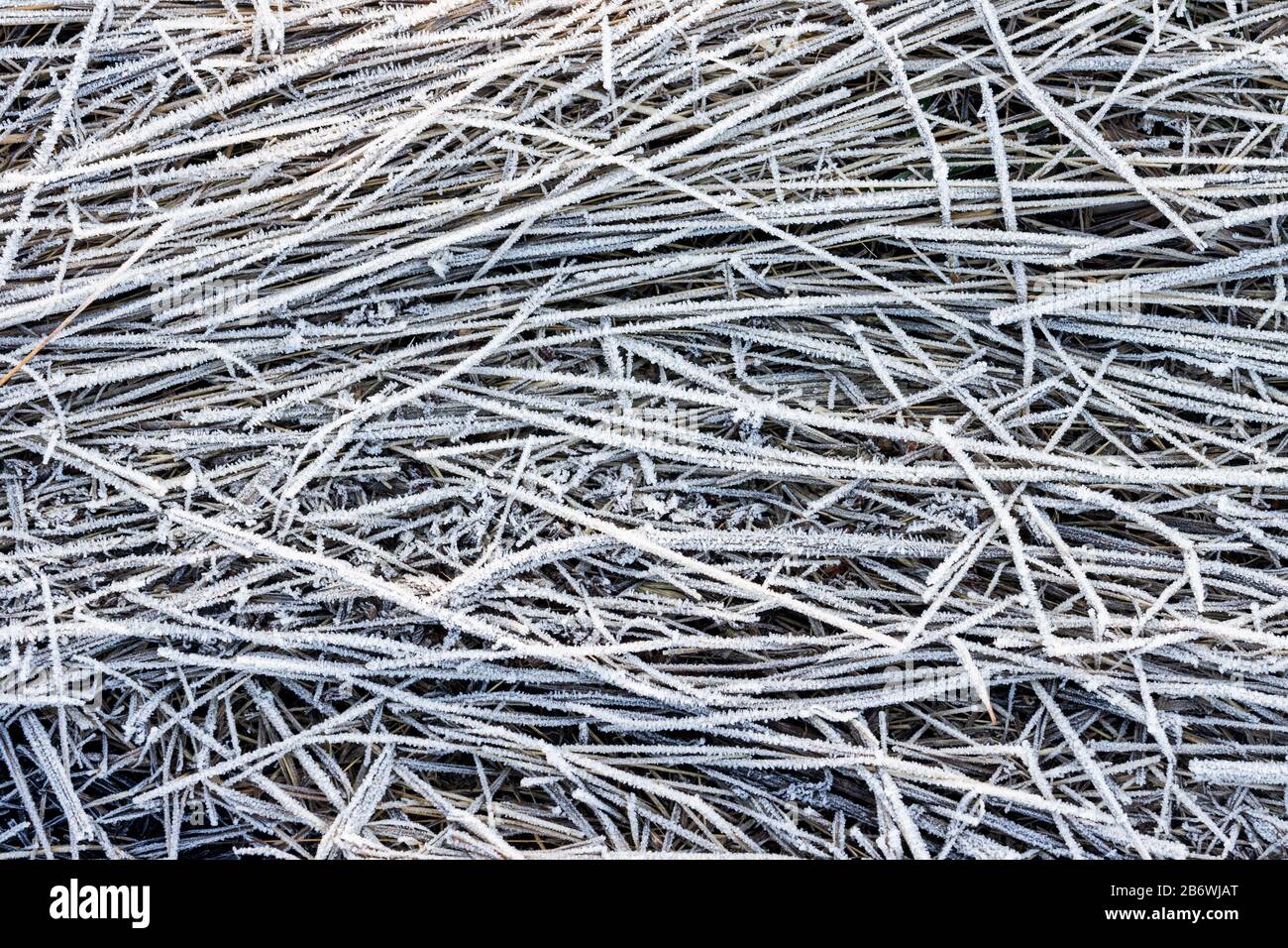Spring frost hi-res stock photography and images - Alamy