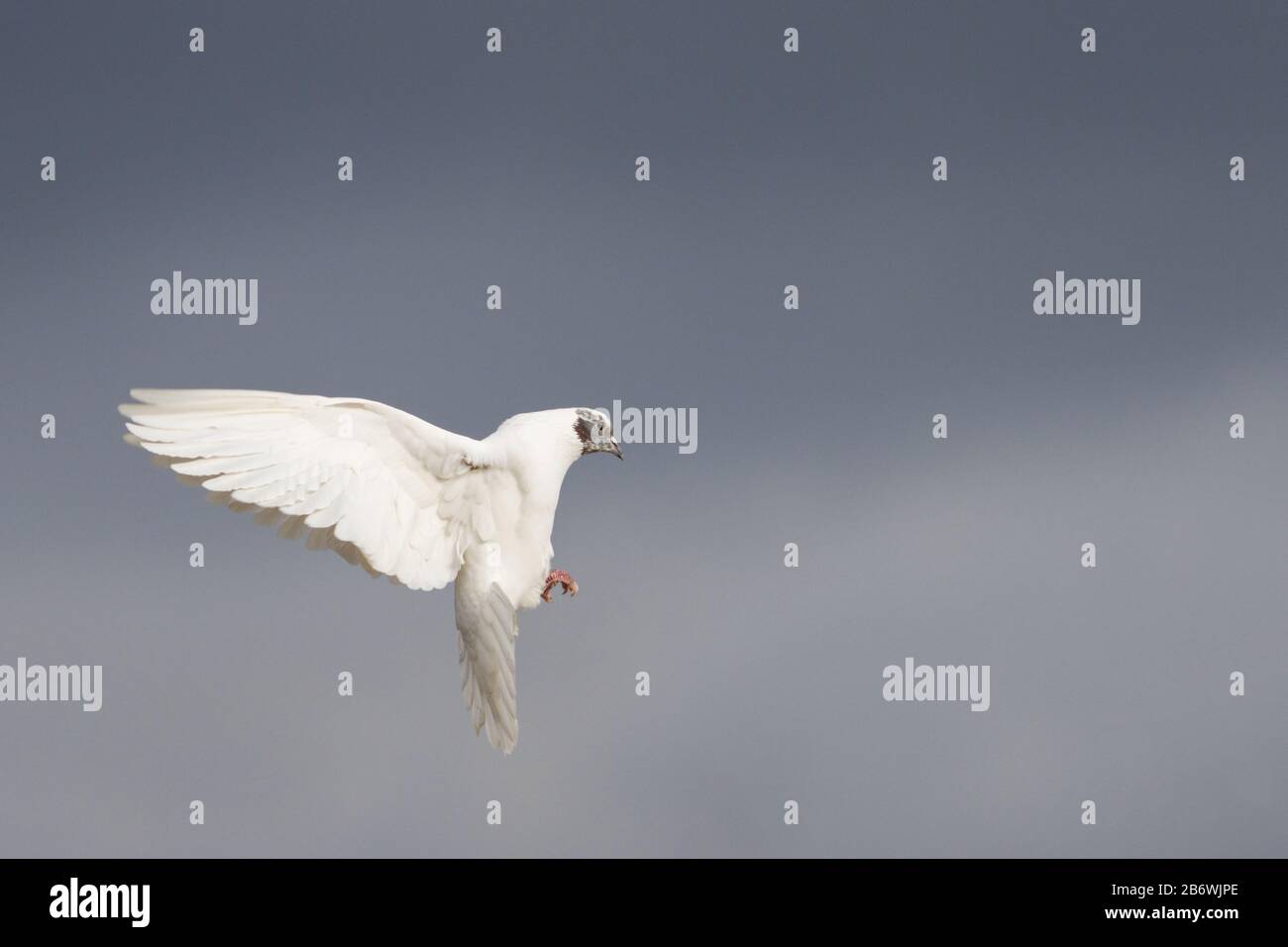 white dove flies in the spring sky Stock Photo - Alamy