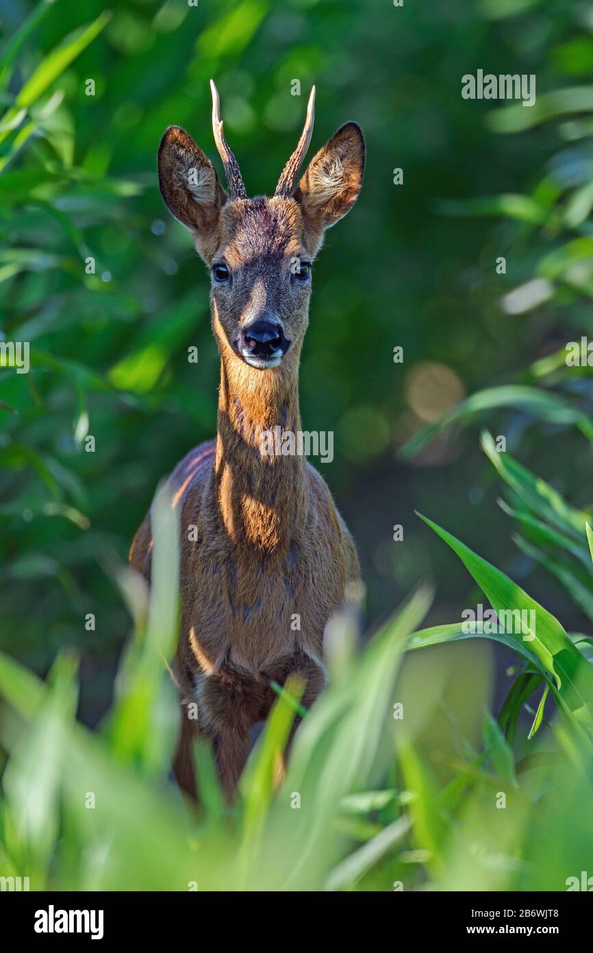 Western Roe Deer (Capreolus capreolus). Juvenile buck standing in a ...