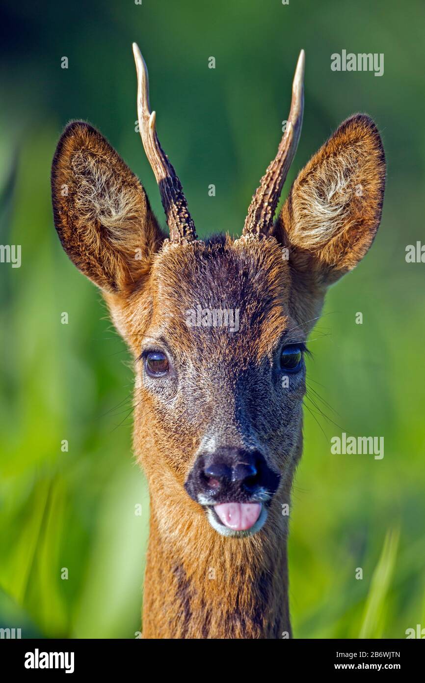 Western europe wildlife hi-res stock photography and images - Alamy