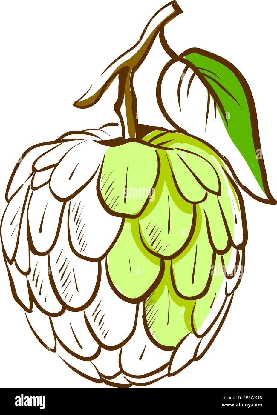 Cherimoya academica drawing, illustration, vector on white background ...