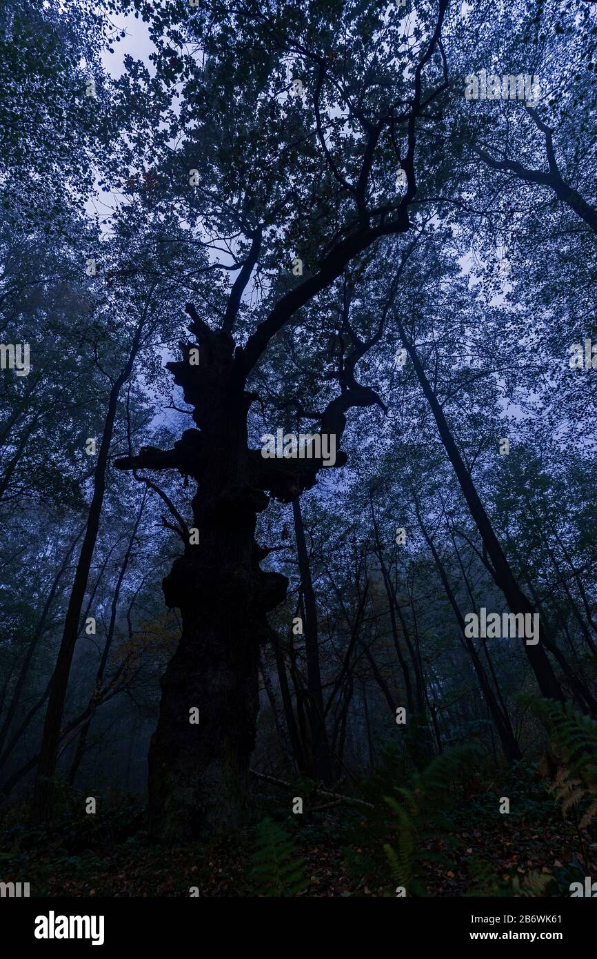 Pendulate Oak, English Oak (Quercus robur). Ancient Oak tree watches ...