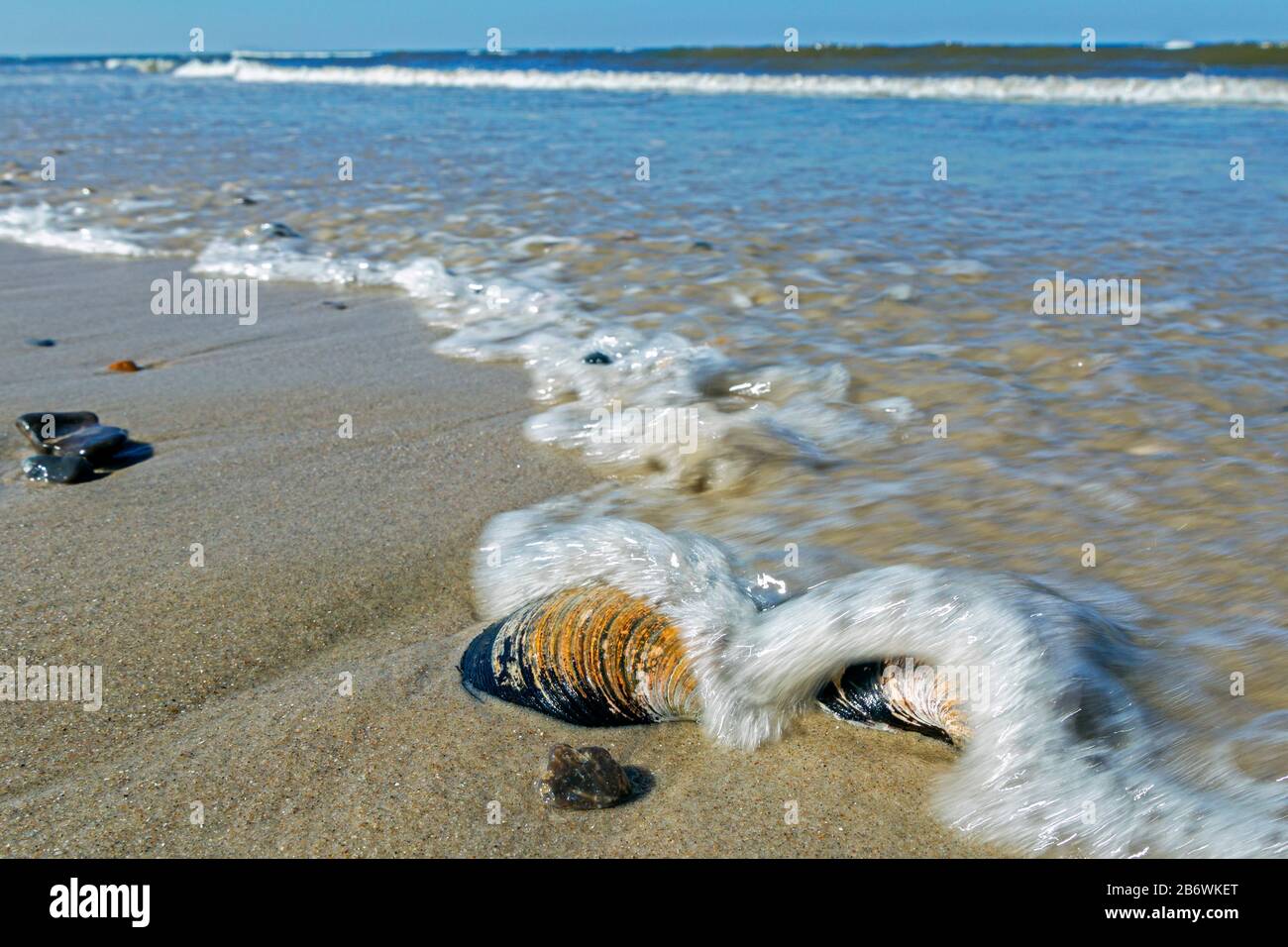 Ocean Quahog (Arctica islandica). Empty shells on the Danish North Sea ...