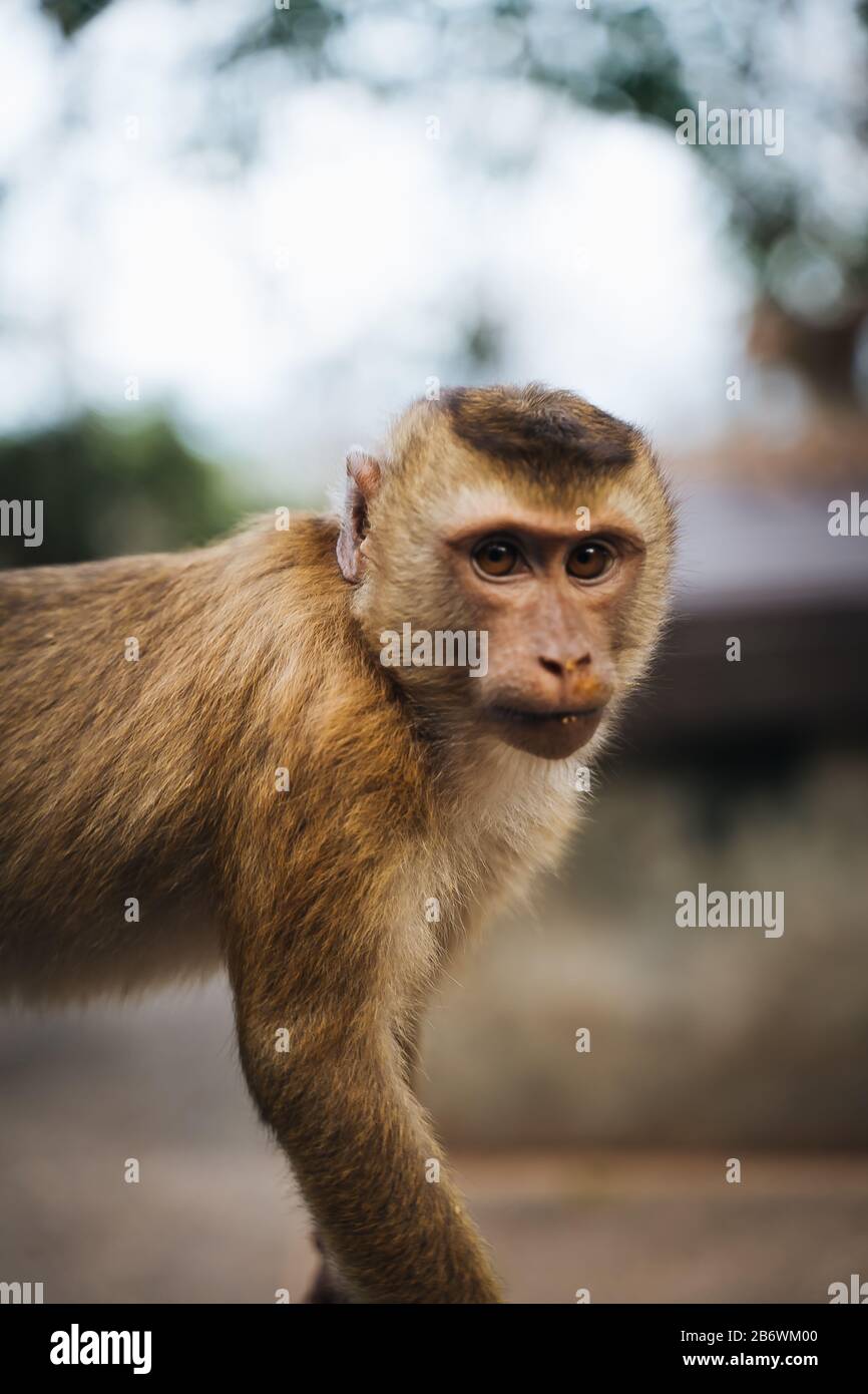 Cute indian macaque monkeys in hi-res stock photography and images - Alamy