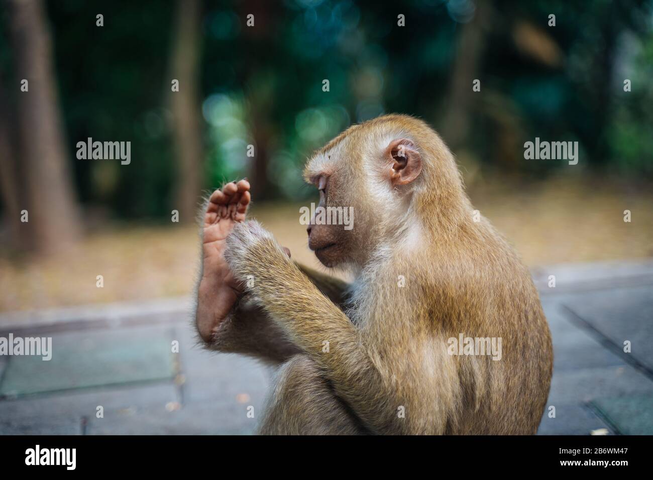 Monkey mountain in thailand hi-res stock photography and images - Alamy