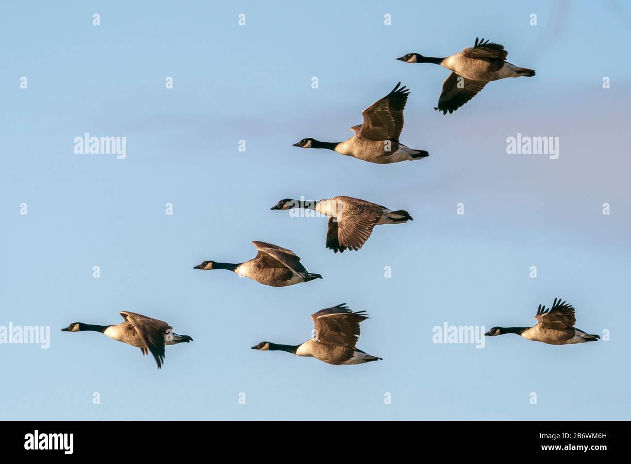 Canada Goose (Branta canadensis). Seven geese in flight. Germany Stock ...